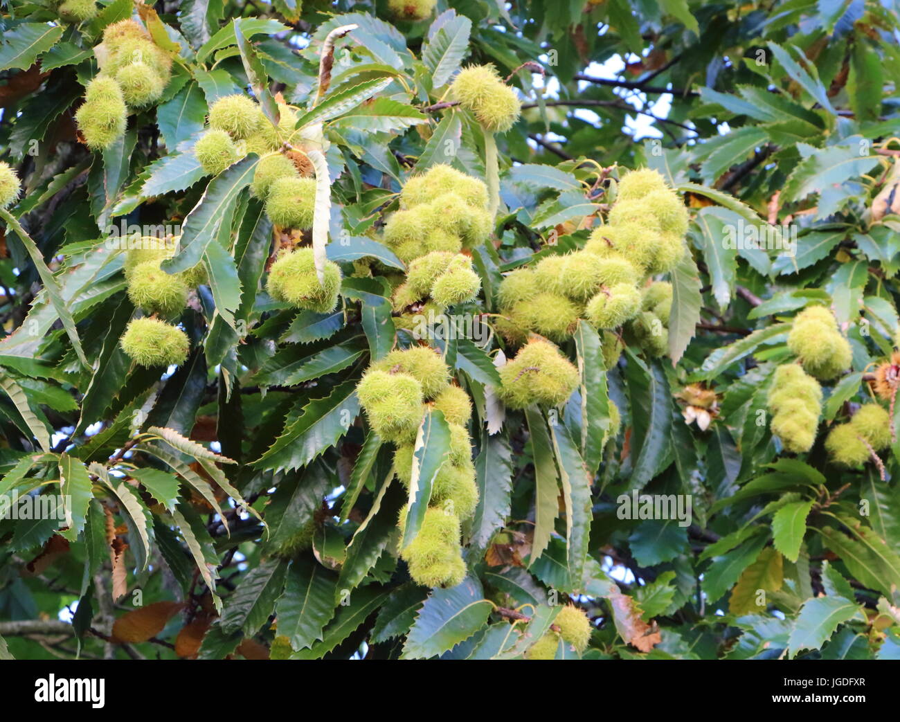 Husk on a chestnut tree branch Stock Photo - Alamy
