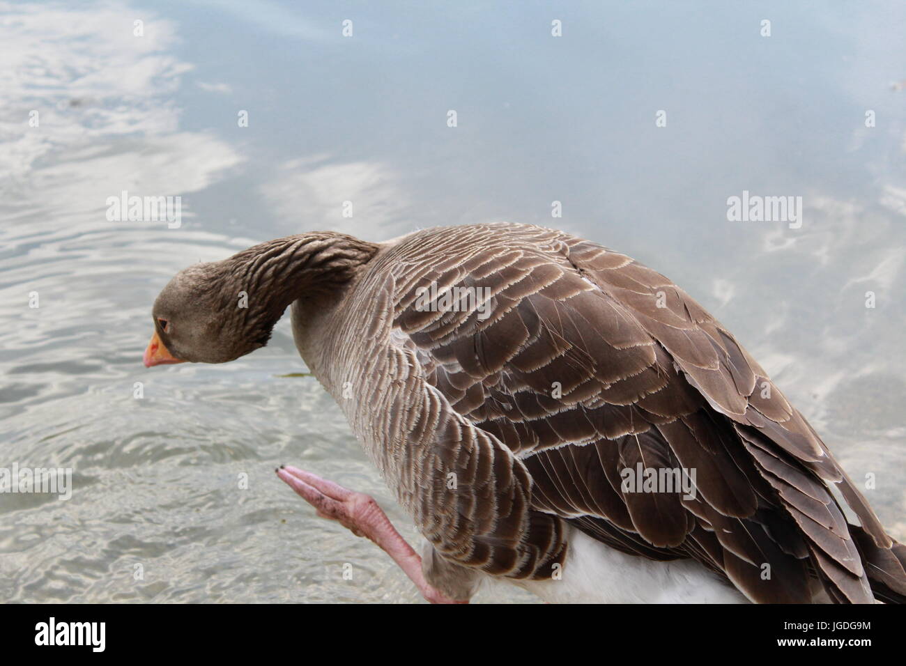 Ducking goose hi-res stock photography and images - Alamy