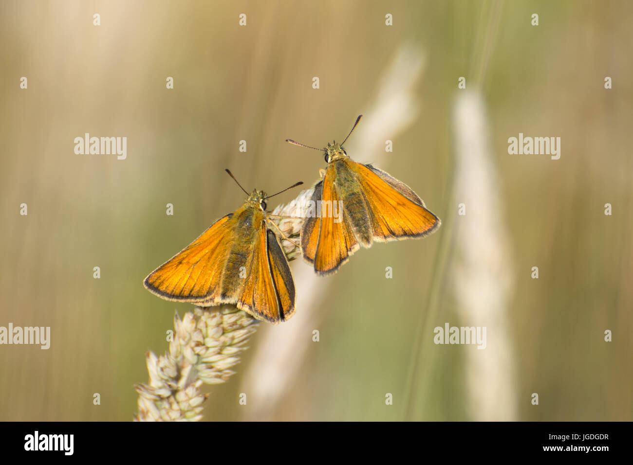 Skipper butterflies hi-res stock photography and images - Alamy