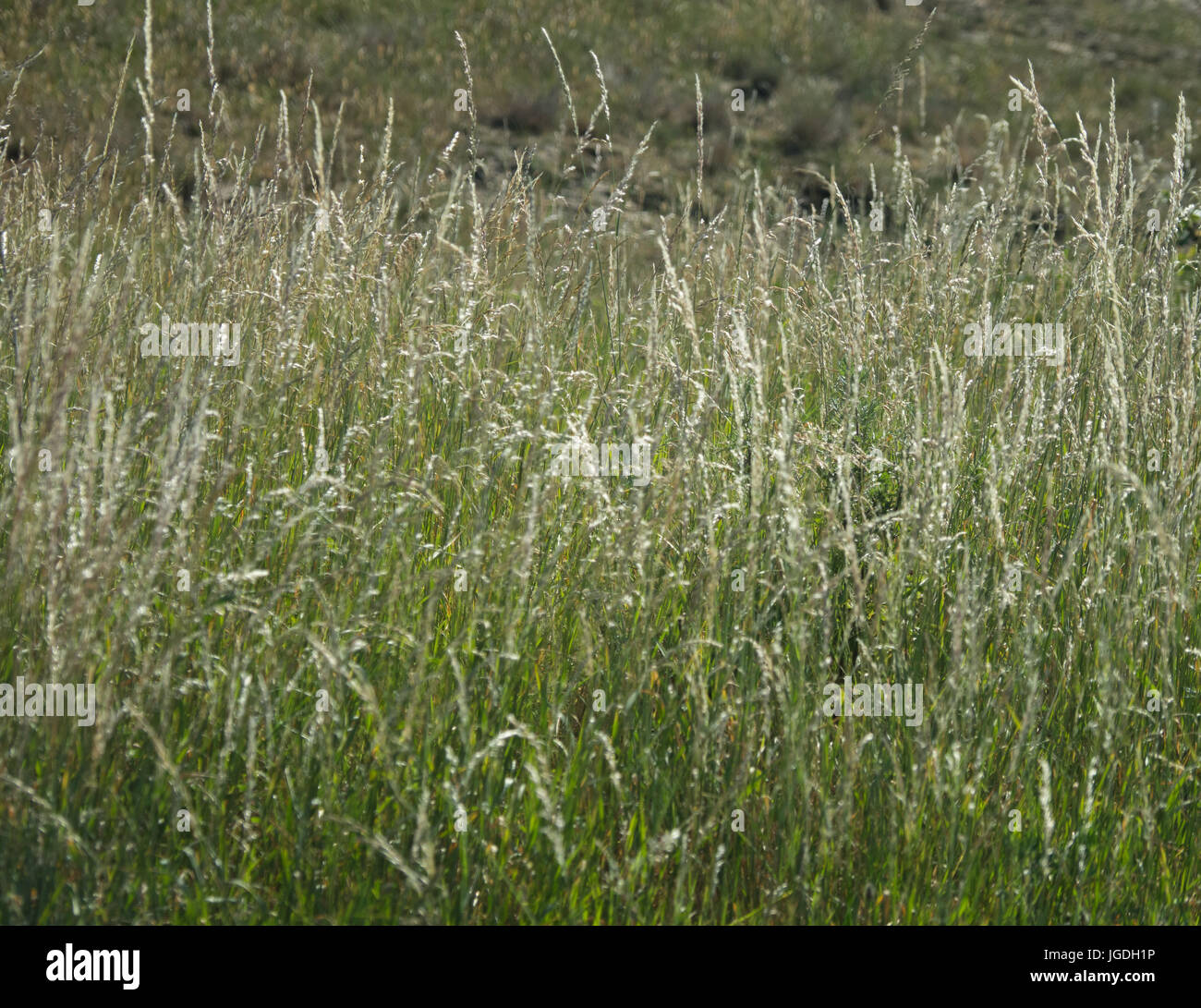 Long grass texture hi-res stock photography and images - Alamy