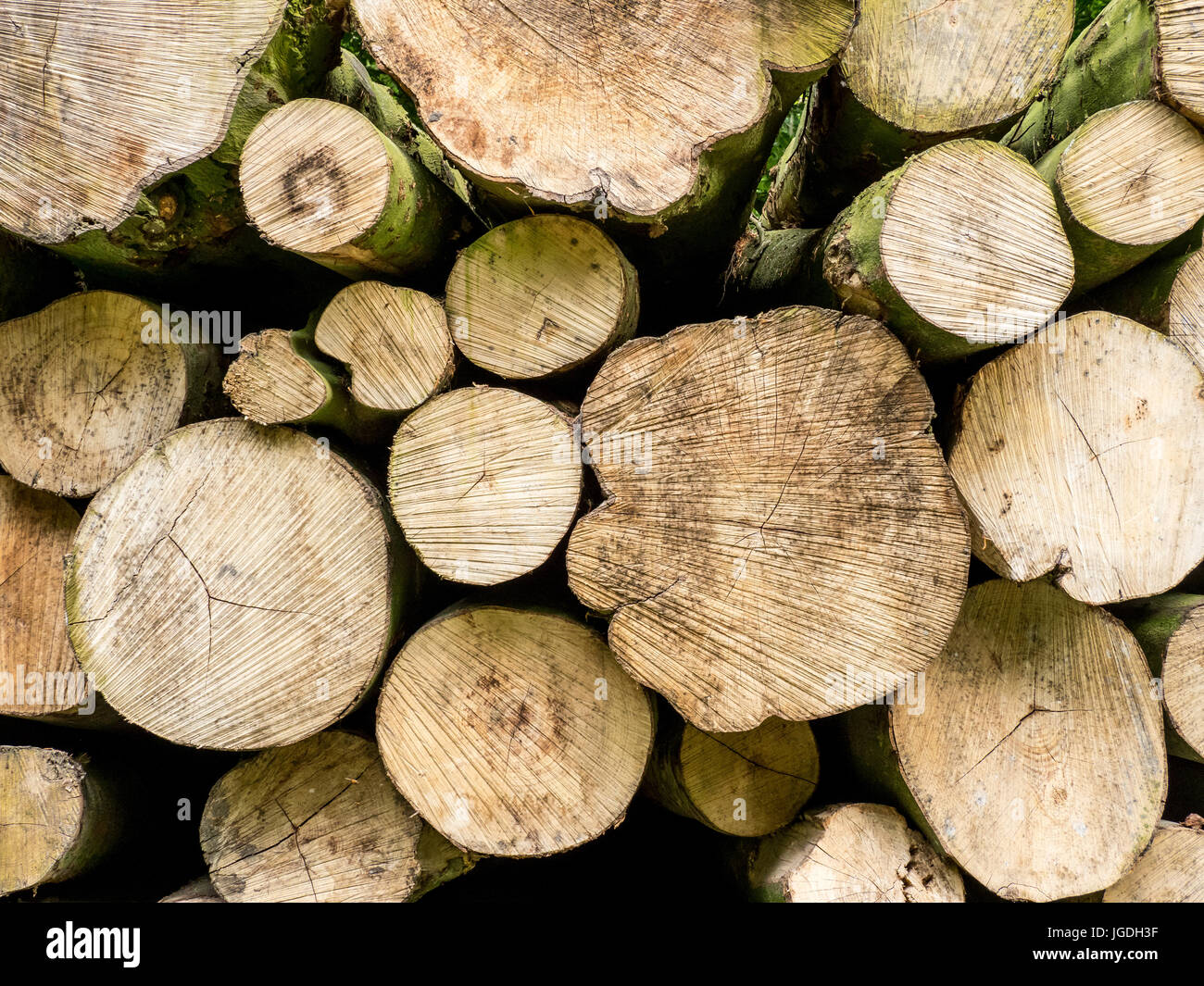 Tree trunks stacked in forest hi-res stock photography and images - Alamy