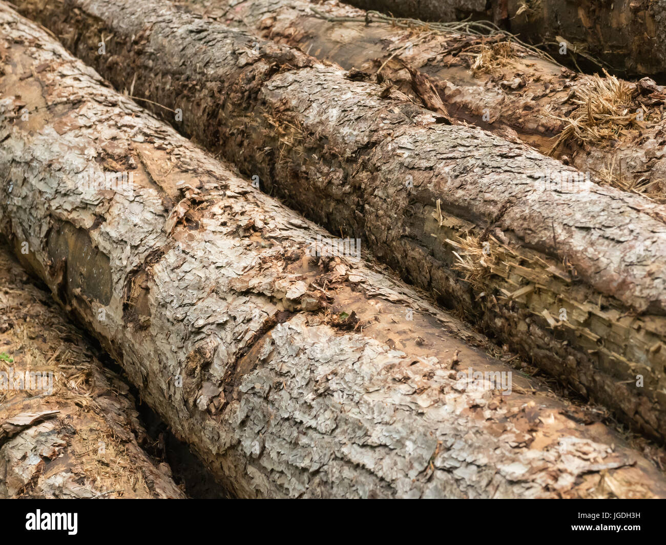 Felled tree trunks in the forest, diagonal view Stock Photo - Alamy