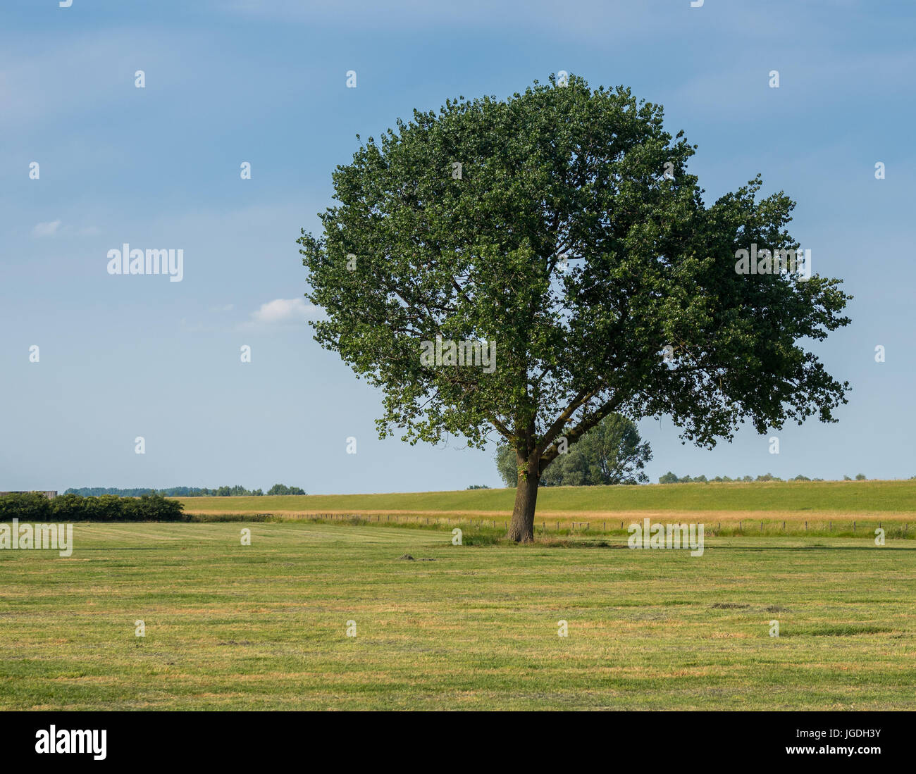 Big trees meadow hi-res stock photography and images - Alamy