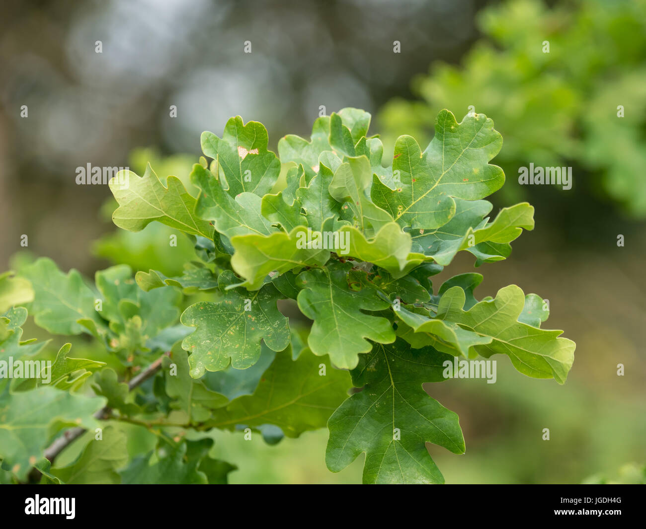 New leaves on an oak tree, close up Stock Photo - Alamy