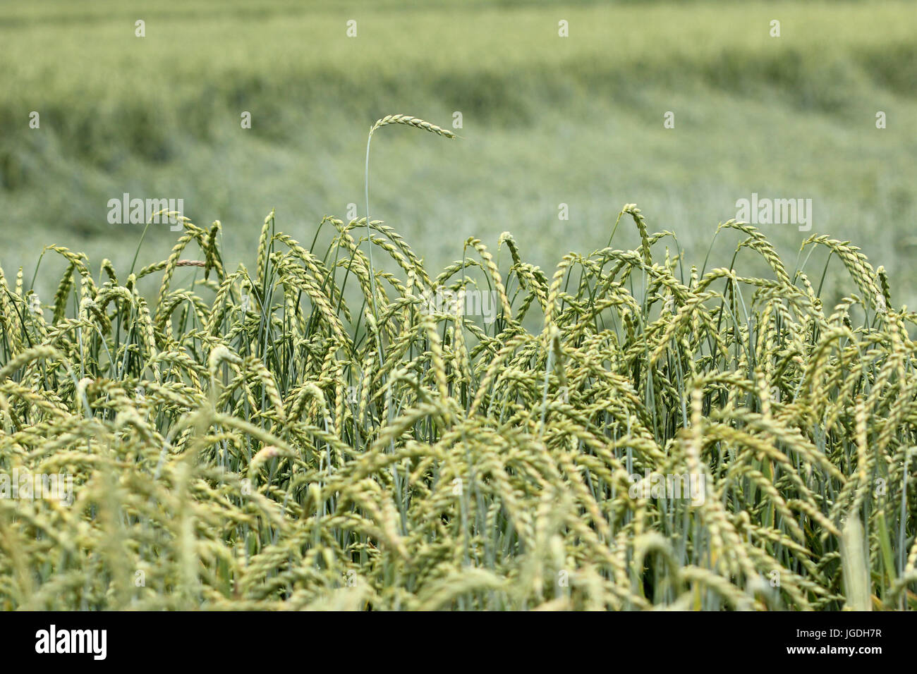 Triticum spelta bread hi-res stock photography and images - Alamy