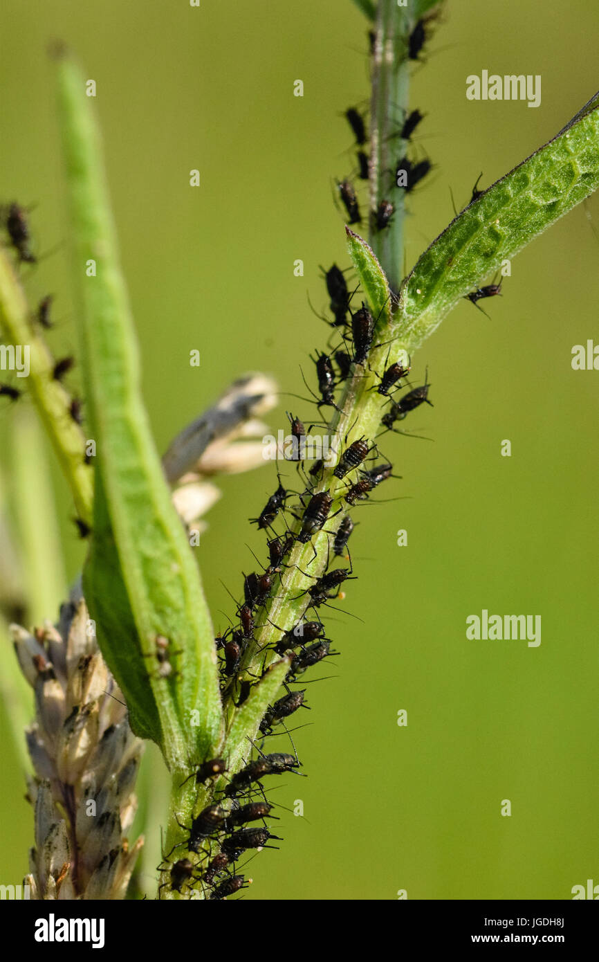 Homoptera aphididae pest insect hi-res stock photography and images - Alamy