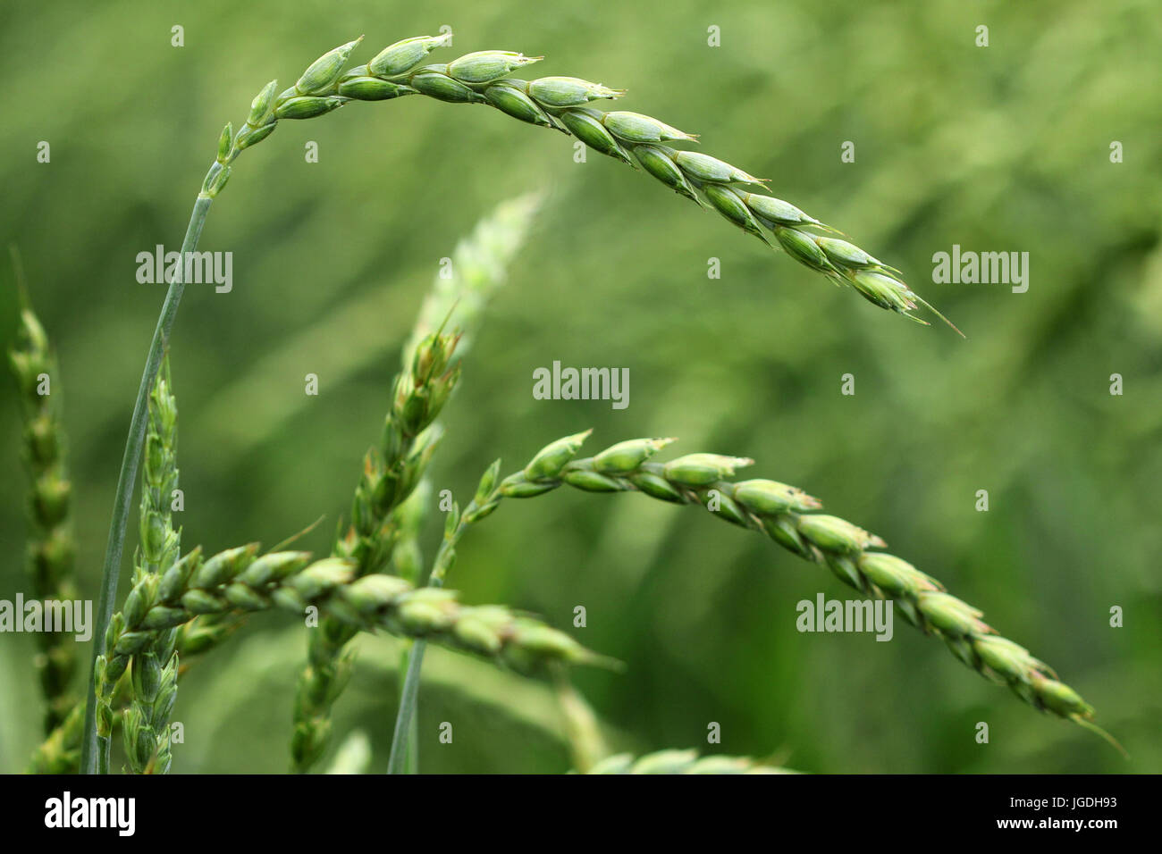 field of corn, spelt, crop Stock Photo - Alamy