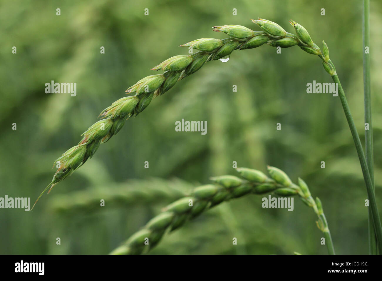 field of corn, spelt, crop Stock Photo - Alamy
