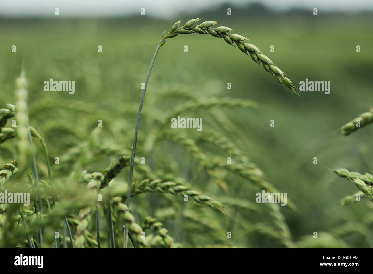 field of corn, spelt, crop Stock Photo - Alamy