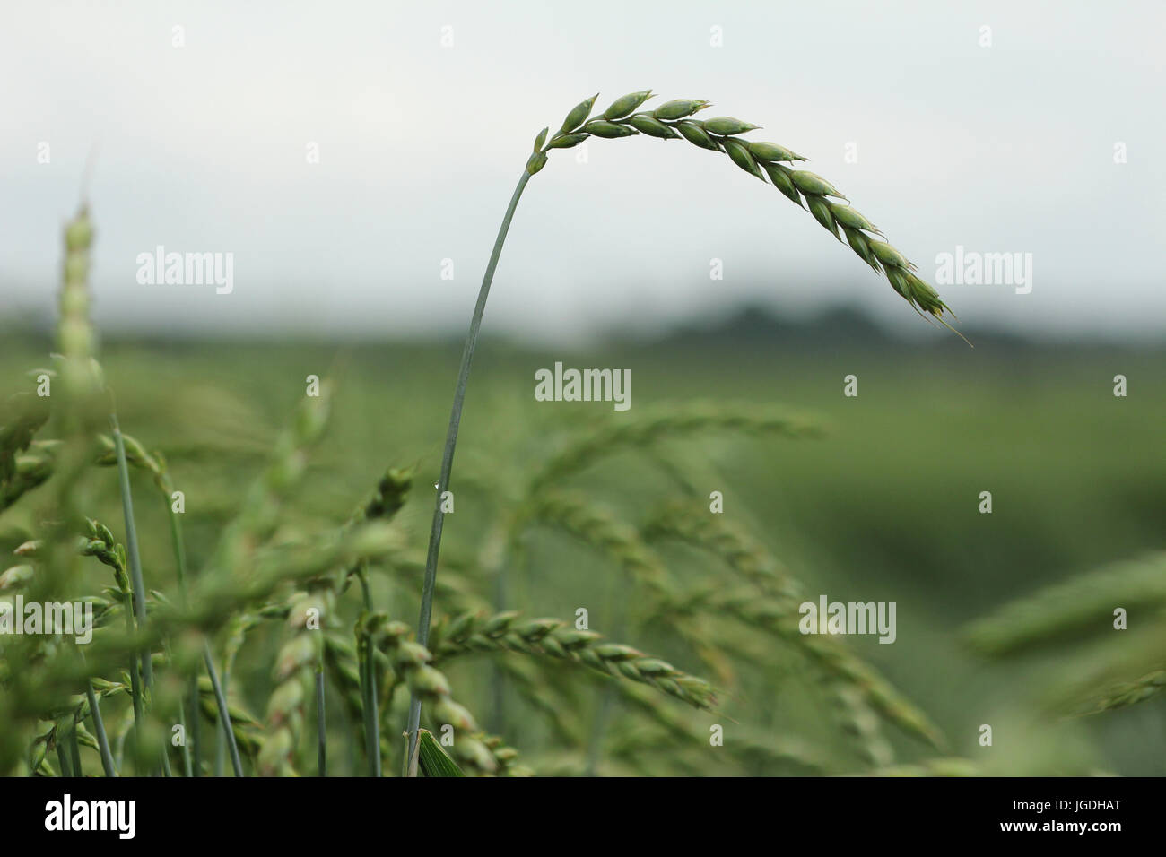 field of corn, spelt, crop Stock Photo - Alamy
