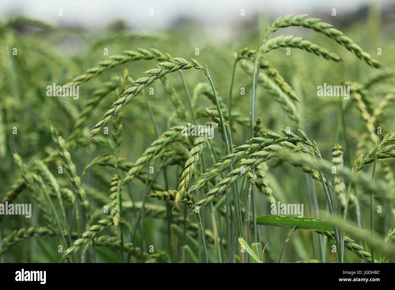 field of corn, spelt, crop Stock Photo - Alamy