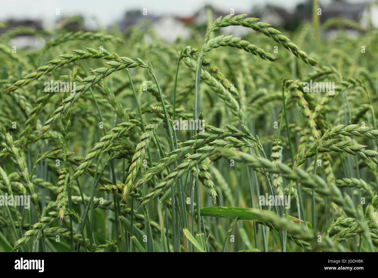field of corn, spelt, crop Stock Photo - Alamy