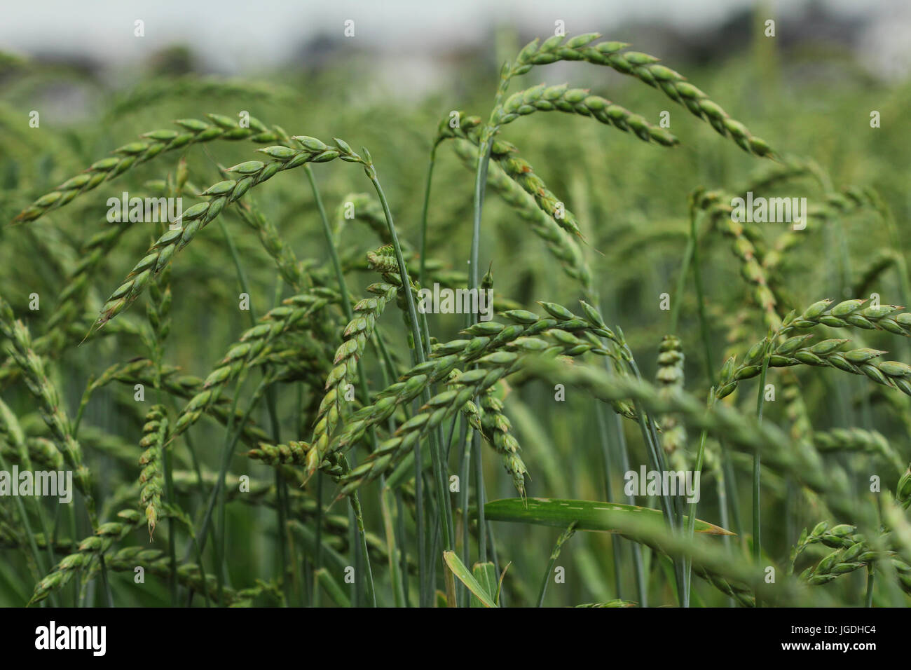 field of corn, spelt, crop Stock Photo - Alamy