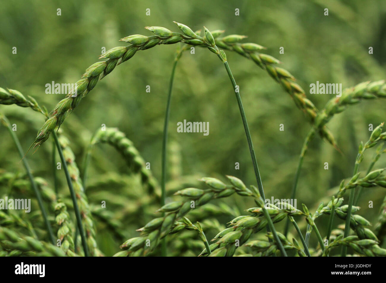 field of corn, spelt, crop Stock Photo - Alamy