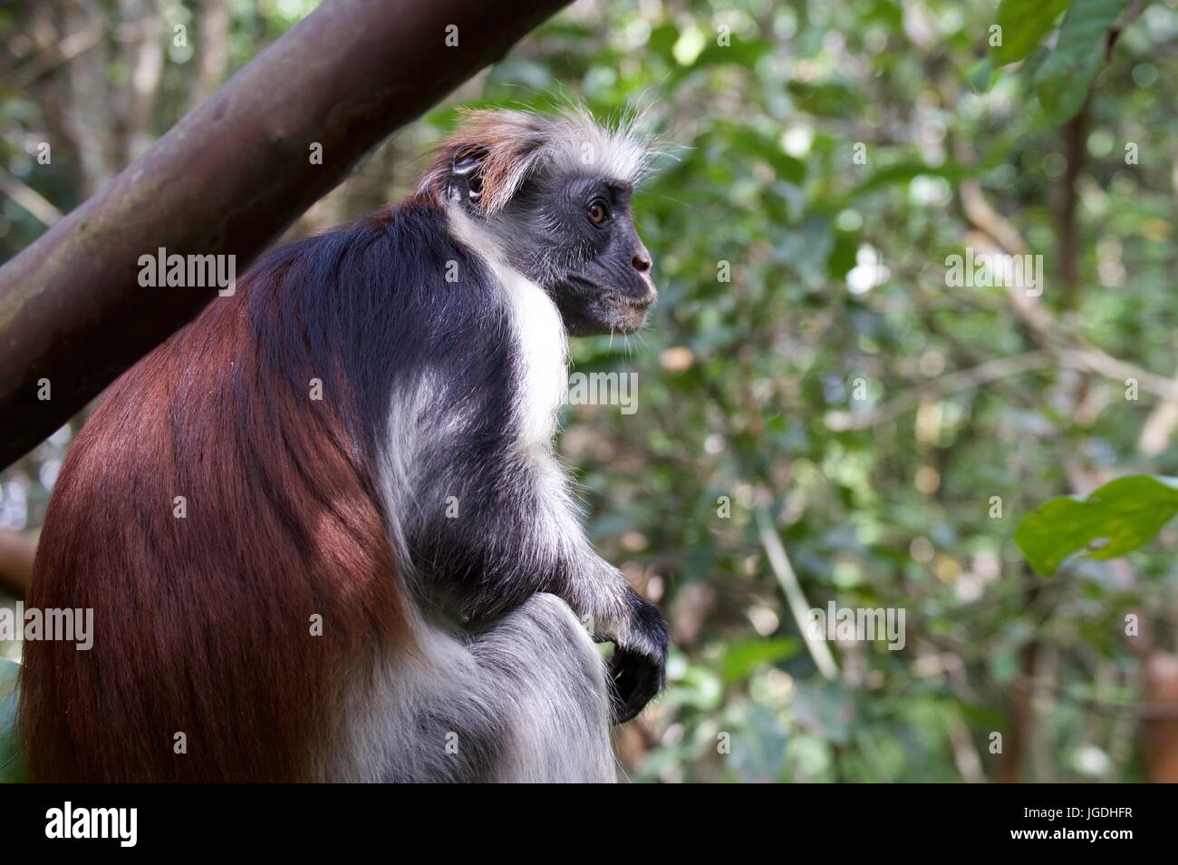 Red monkey watching the world go by, Jozani Forest, Zanzibar Stock ...