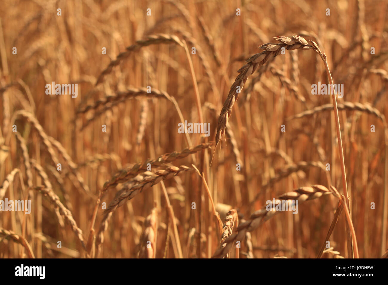 field of corn, spelt, crop Stock Photo - Alamy