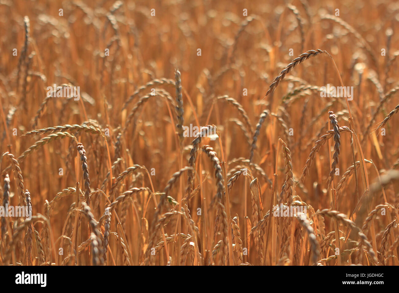 field of corn, spelt, crop Stock Photo - Alamy