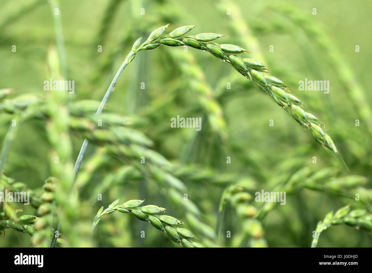 field of corn, spelt, crop Stock Photo - Alamy
