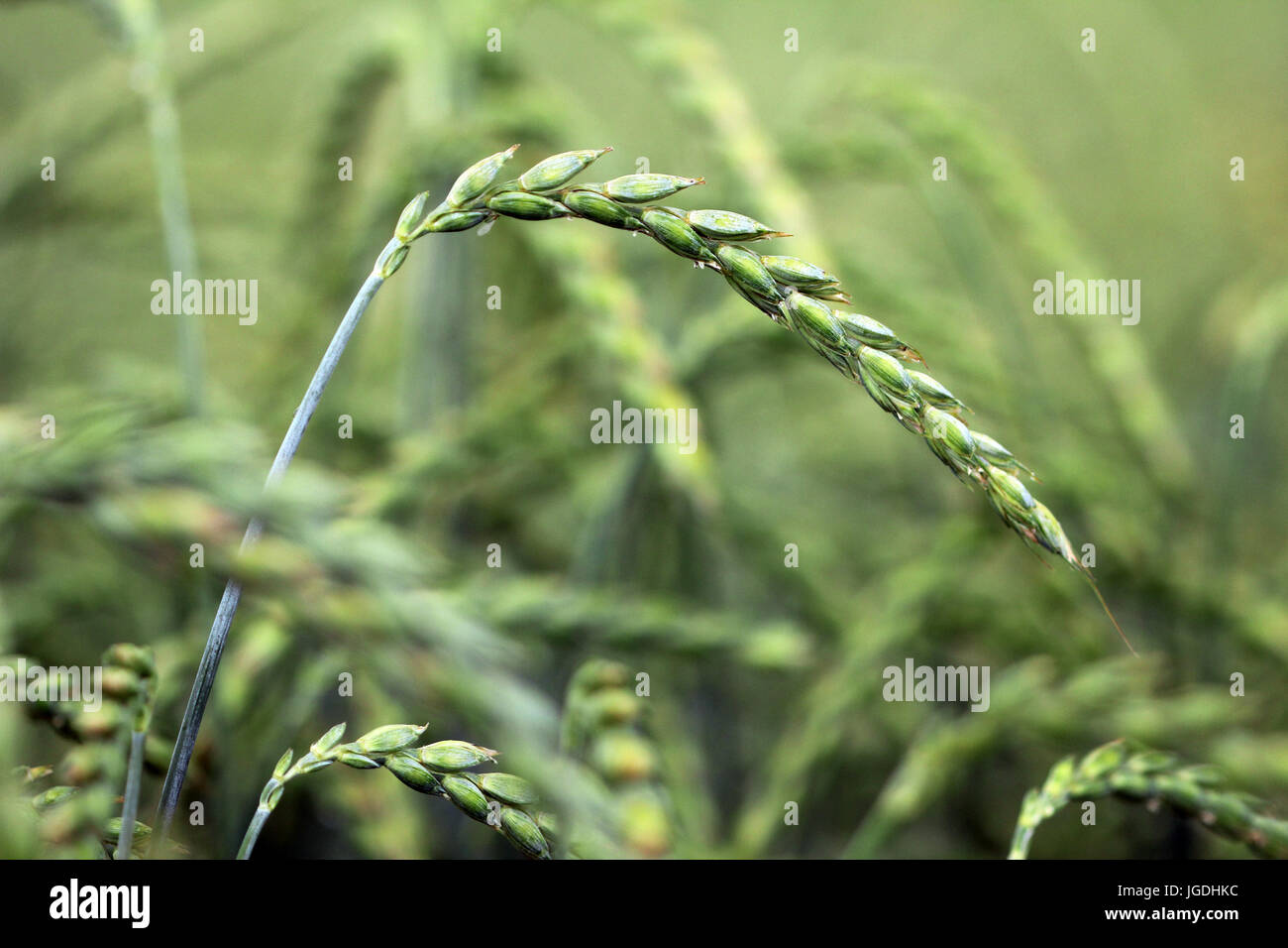 Spelt crop hi-res stock photography and images - Alamy