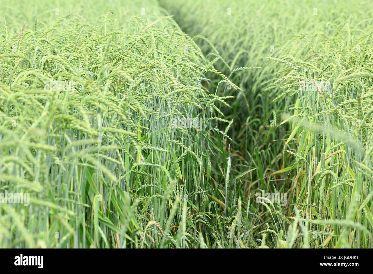 field of corn, spelt, crop Stock Photo - Alamy