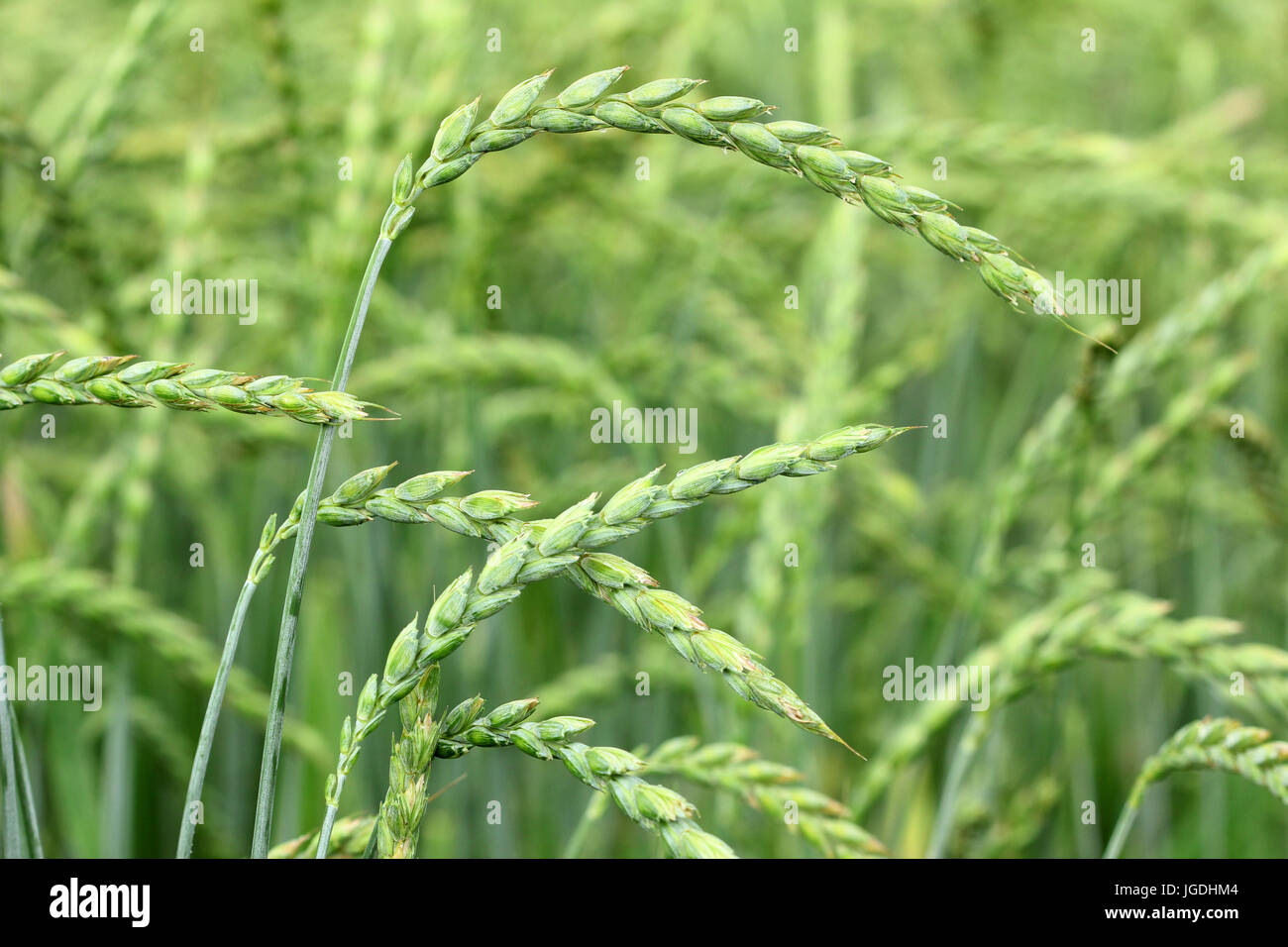 field of corn, spelt, crop Stock Photo - Alamy