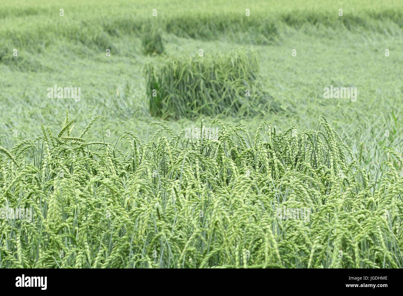 field of corn, spelt, crop Stock Photo - Alamy