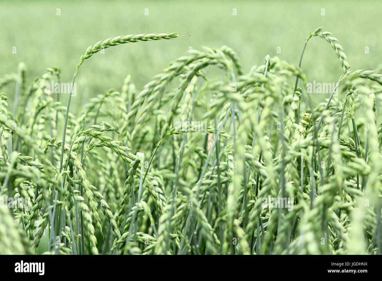 field of corn, spelt, crop Stock Photo - Alamy