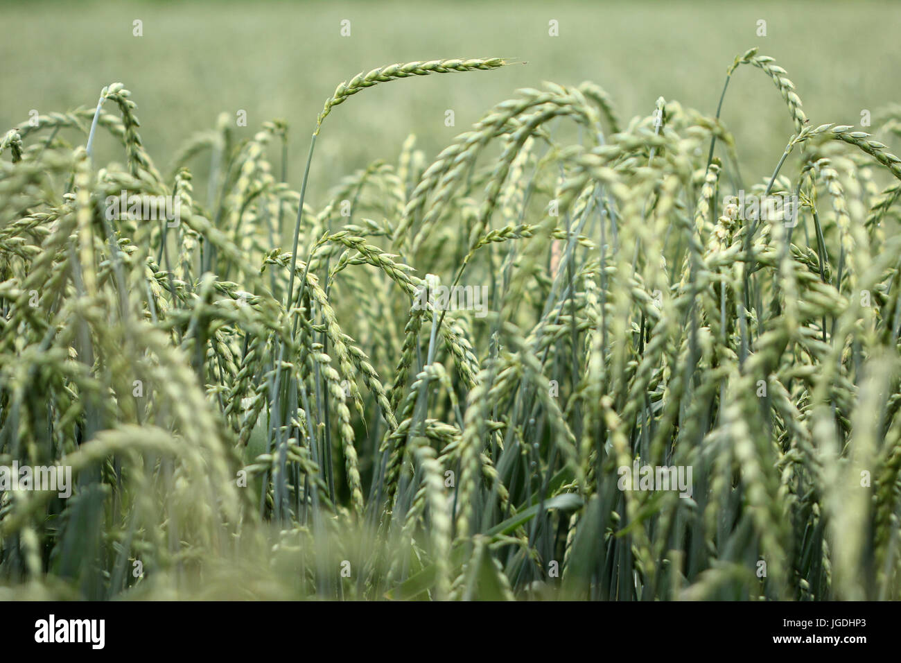 field of corn, spelt, crop Stock Photo - Alamy
