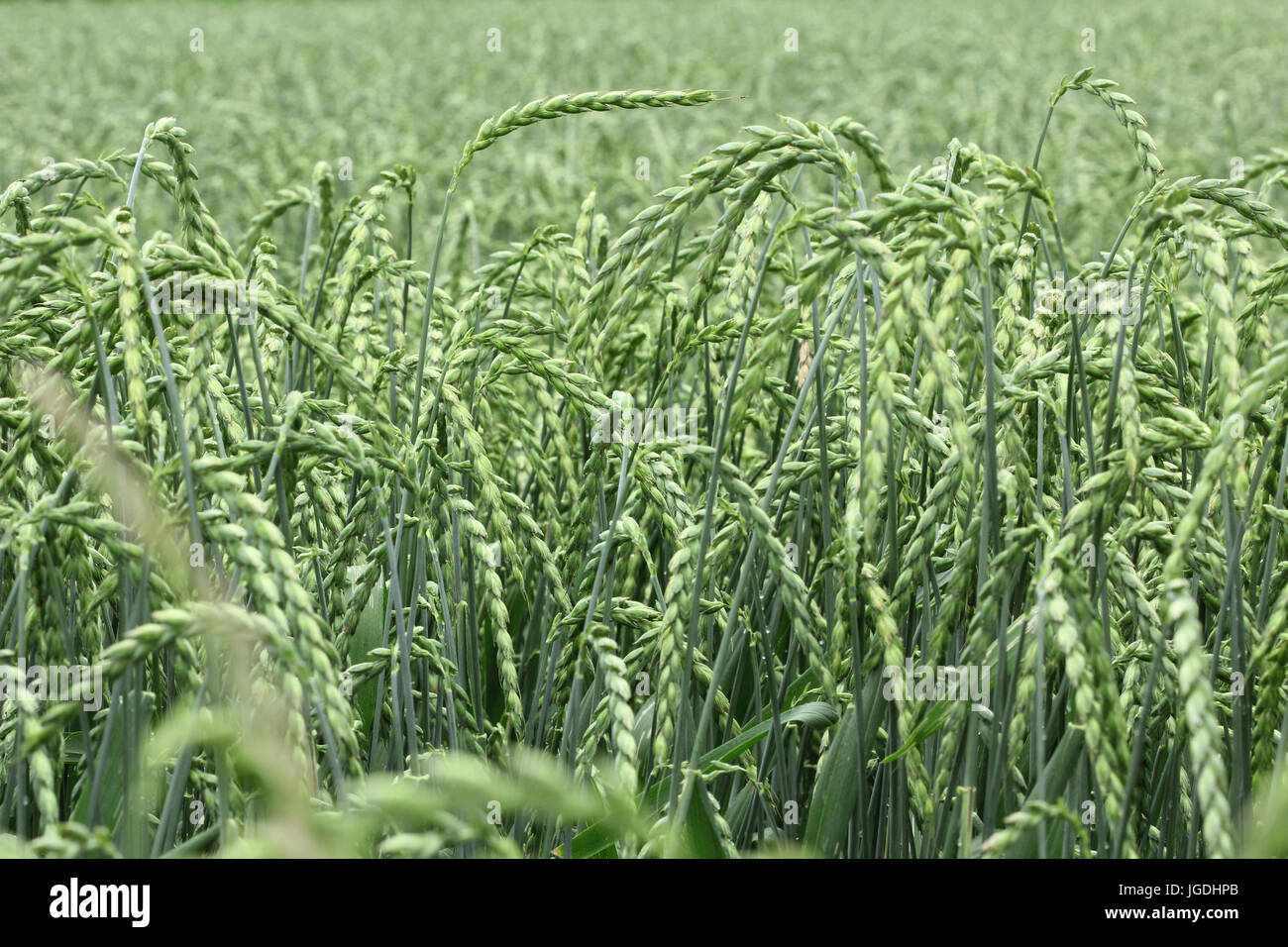field of corn, spelt, crop Stock Photo - Alamy