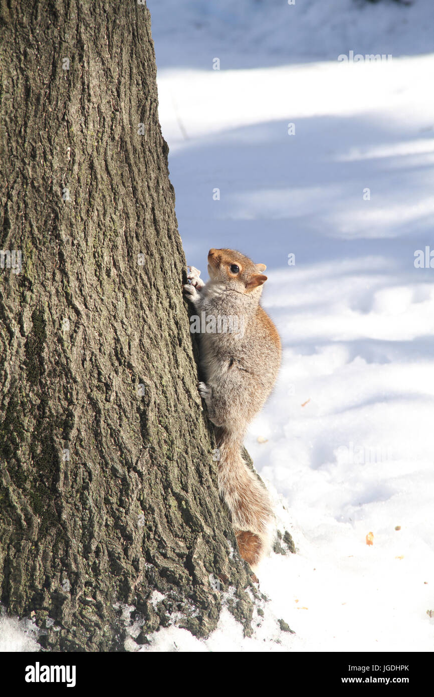 Squirrel, Central Park, New York, United States Stock Photo - Alamy