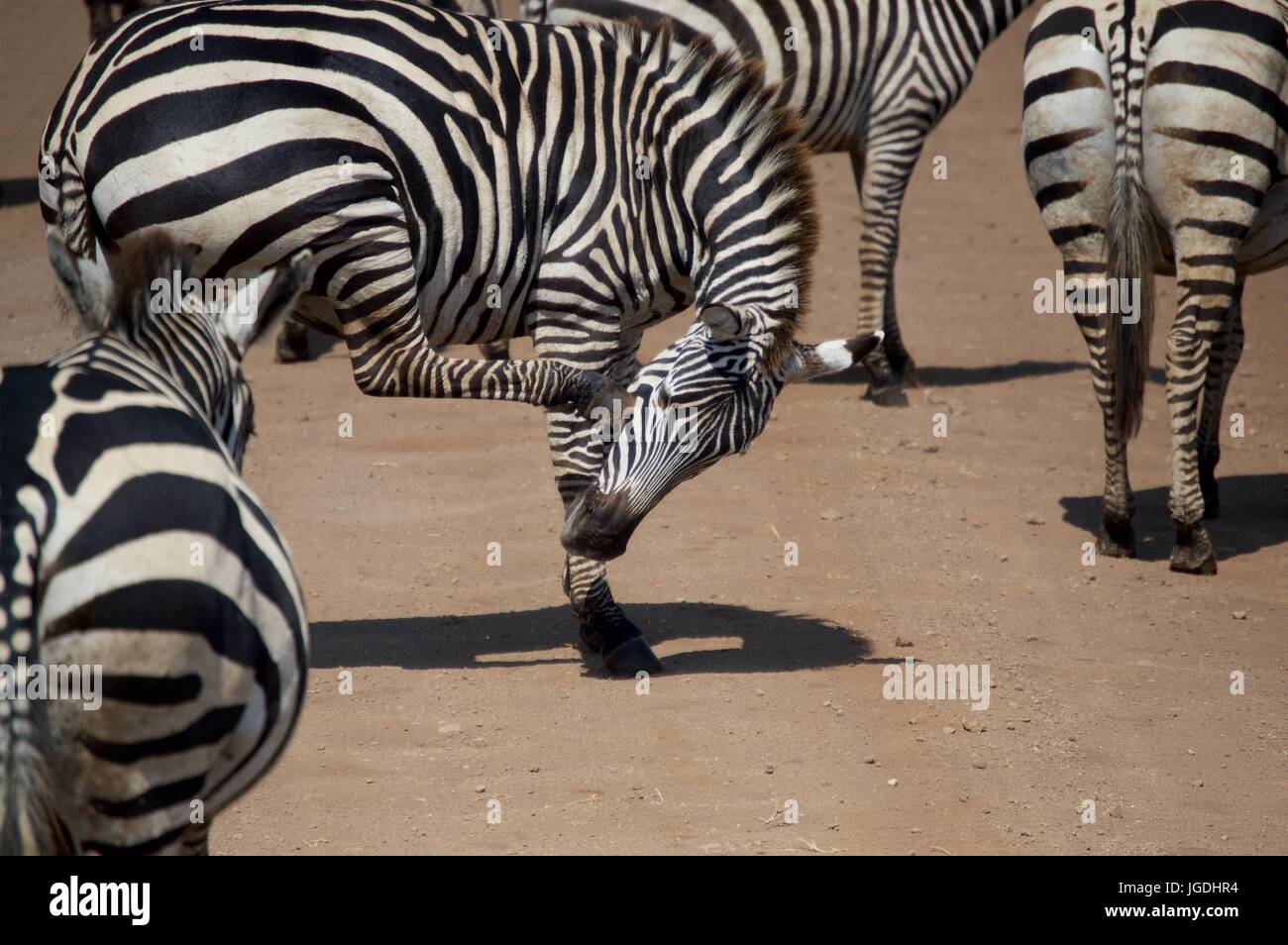 Zebra scratching his nose hi-res stock photography and images - Alamy