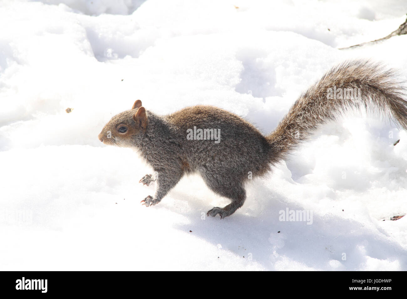 Squirrel, Central Park, New York, United States Stock Photo - Alamy