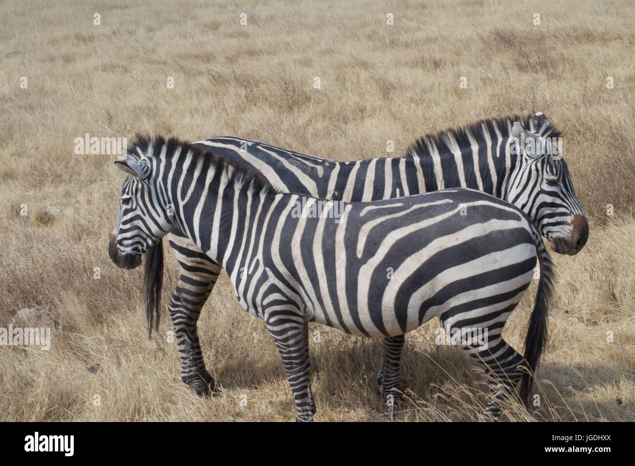 Zebras standing watch hi-res stock photography and images - Alamy