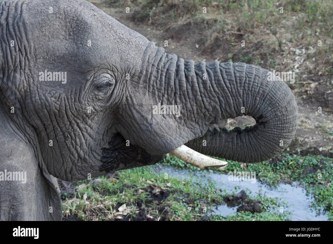 Close up of elephant's face on safari, Tanzania Stock Photo - Alamy