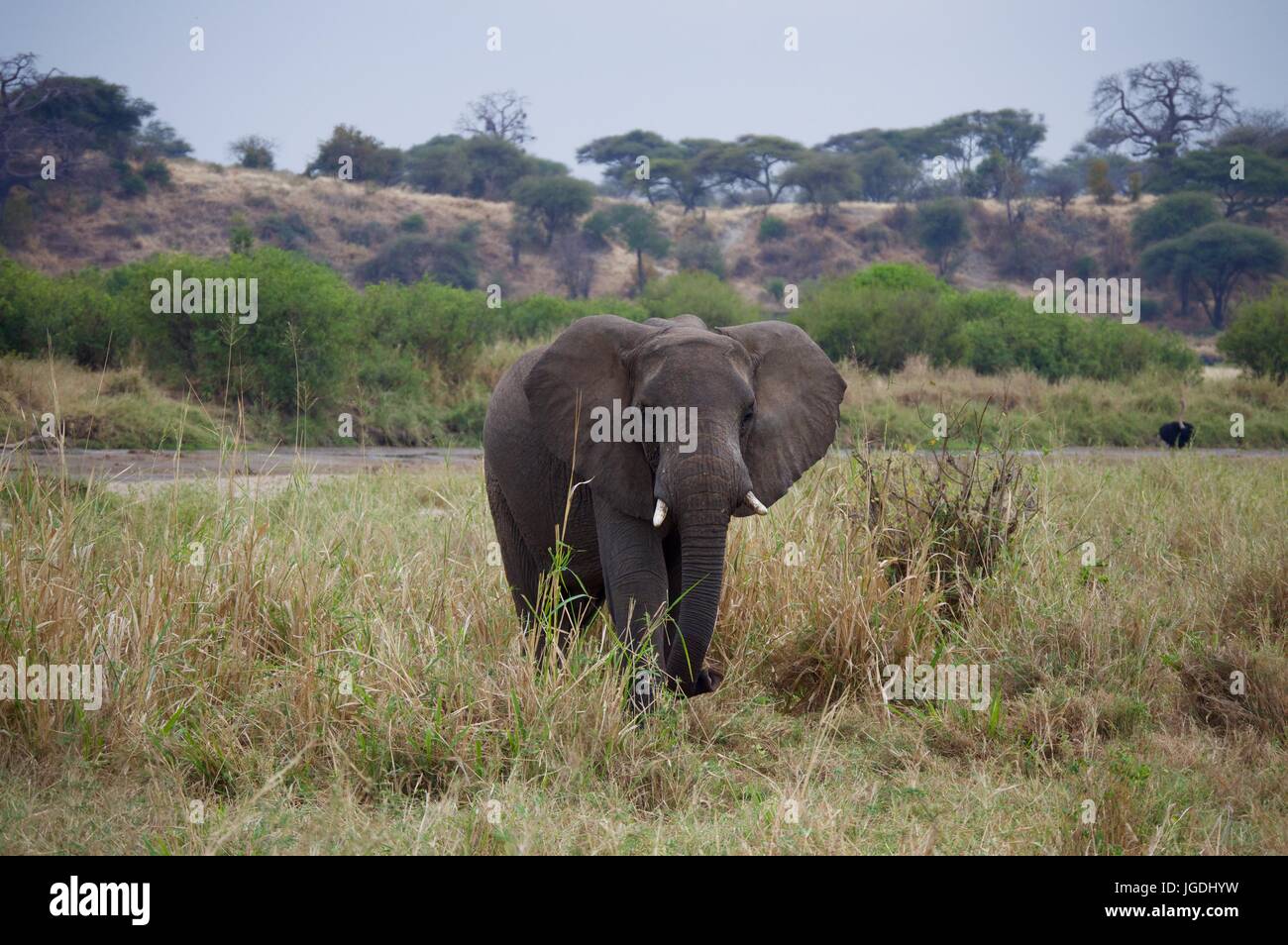 Elephant approaching the camera, Tanzania Stock Photo - Alamy
