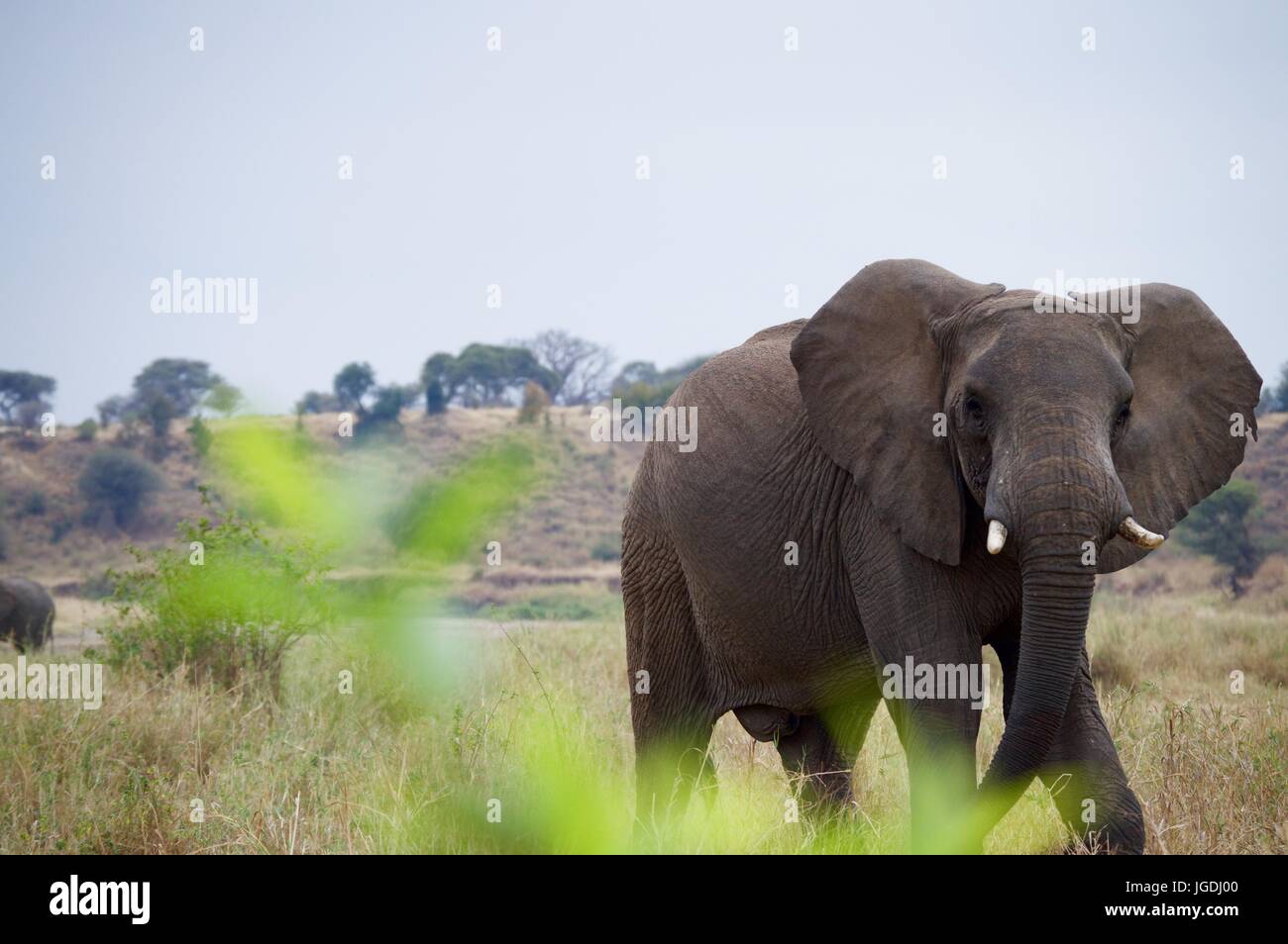 Elephant looking at the camera, Tanzania Stock Photo - Alamy