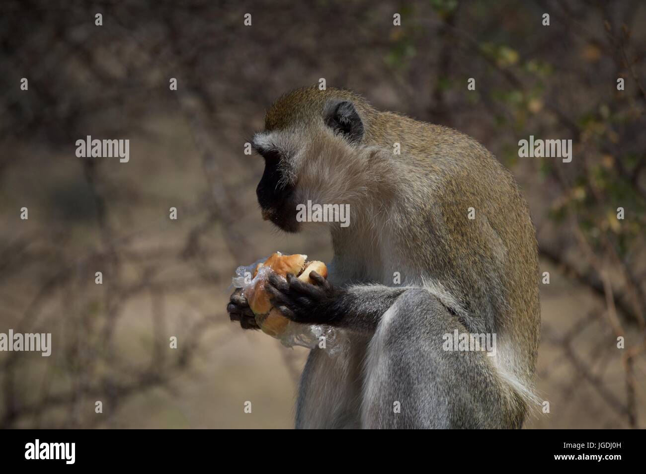 Monkey eating a stolen sandwich in safari lunch area Stock Photo - Alamy