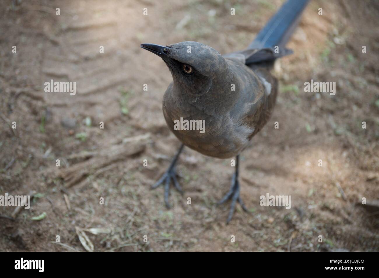 Narrow depth of field shot of curious bird Stock Photo - Alamy
