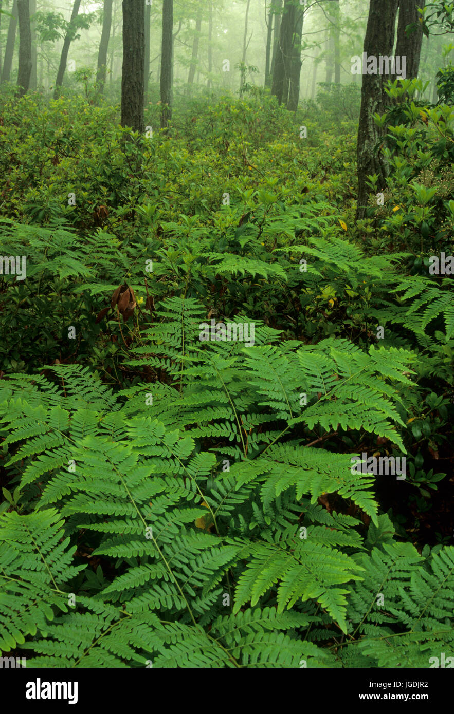 Forest-ferns, Tiadaghton State Forest, Pennsylvania Stock Photo - Alamy