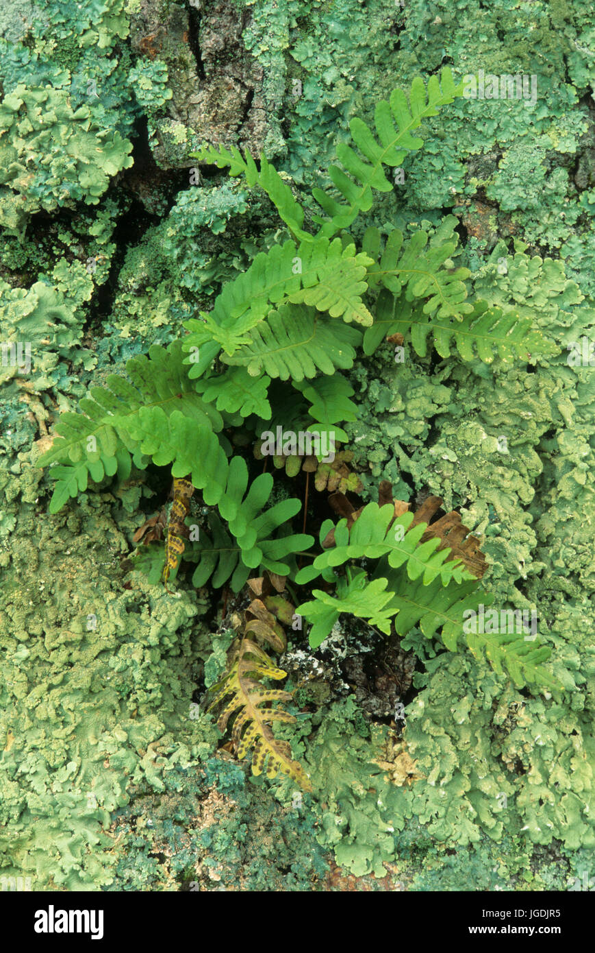 Ferns in outcrop, Wolf Run Wild Area, Tiadaghton State Forest ...