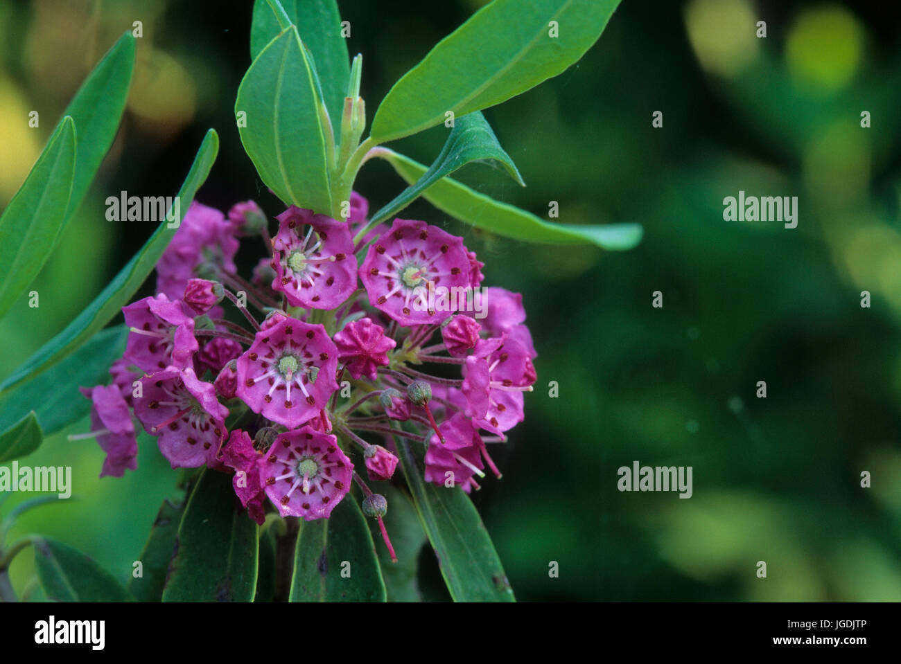 Pennsylvania state flower hi-res stock photography and images - Alamy