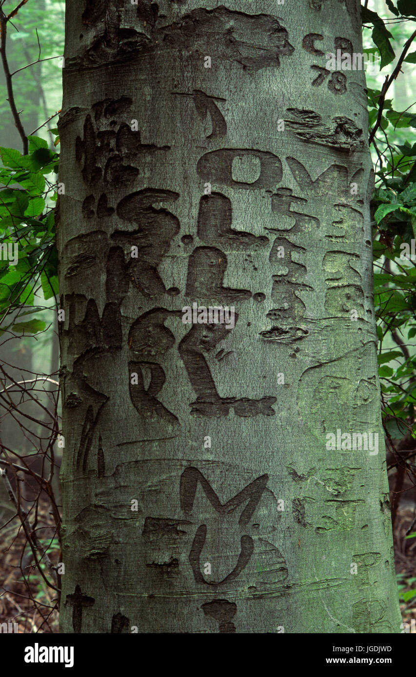 Beech graffitti, French Creek State Park, Pennsylvania Stock Photo - Alamy