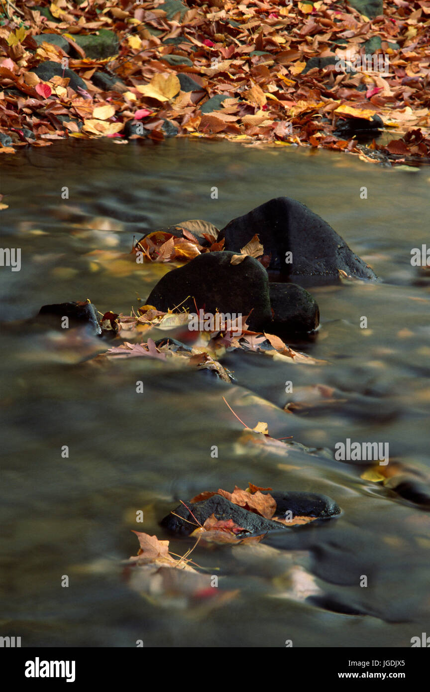 Powdermill Run, Powdermill Nature Reserve, Pennsylvania Stock Photo - Alamy