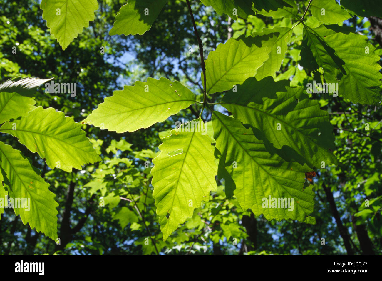 Chestnut oak leaves on Rocky Knob Trail, Michaux State Forest ...
