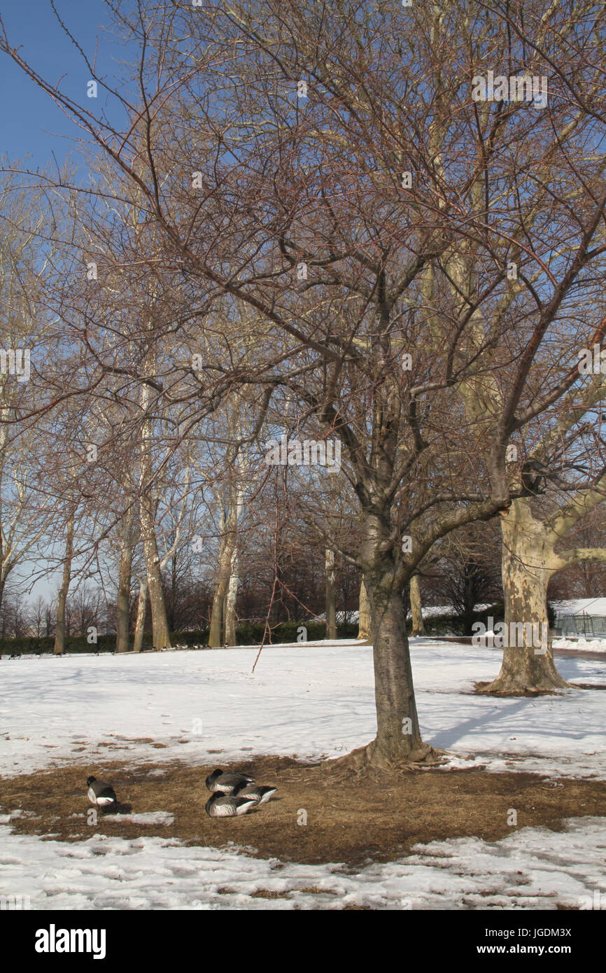 Duck, Manhattan, New York City, United States Stock Photo - Alamy