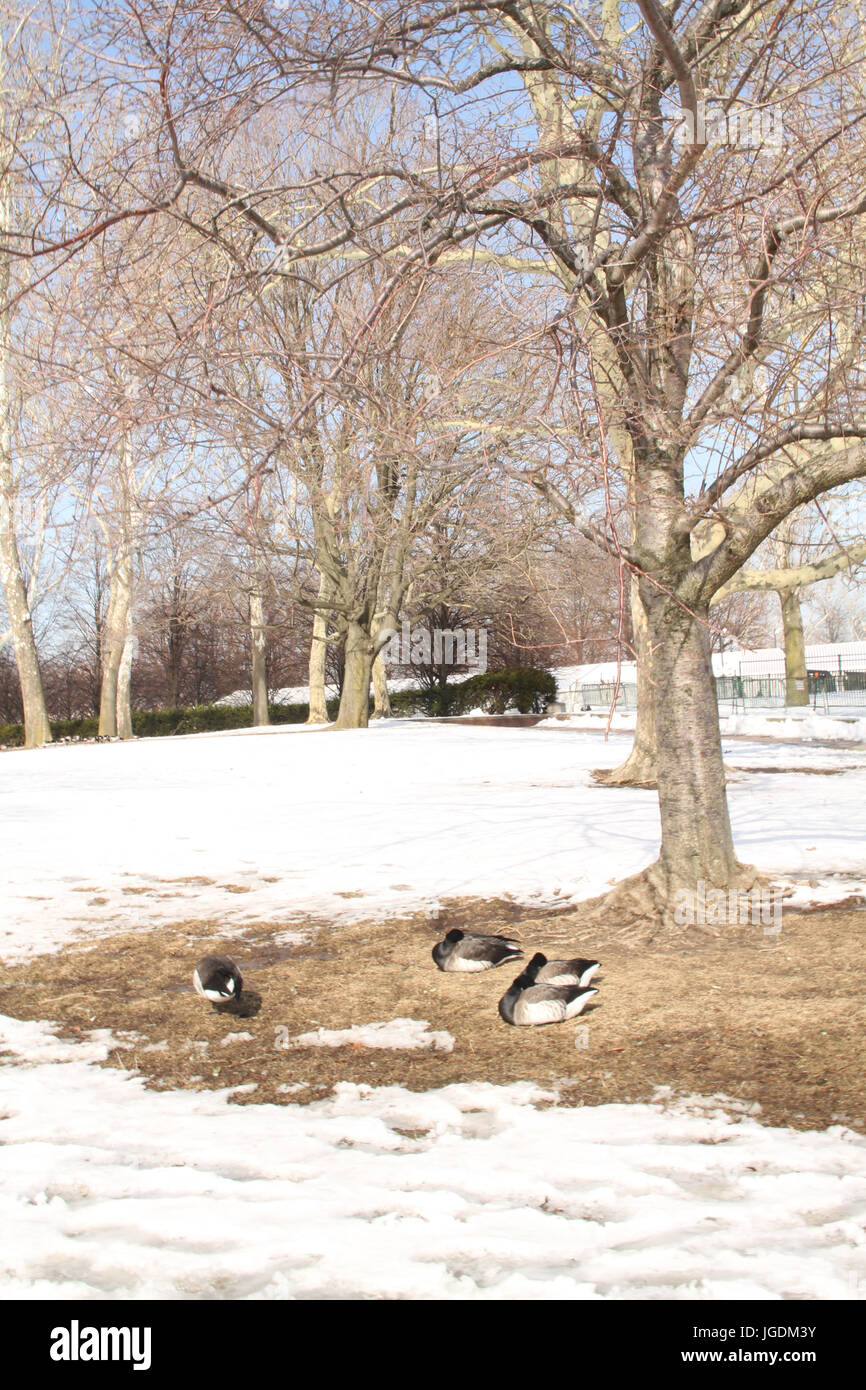 Duck, Manhattan, New York City, United States Stock Photo - Alamy