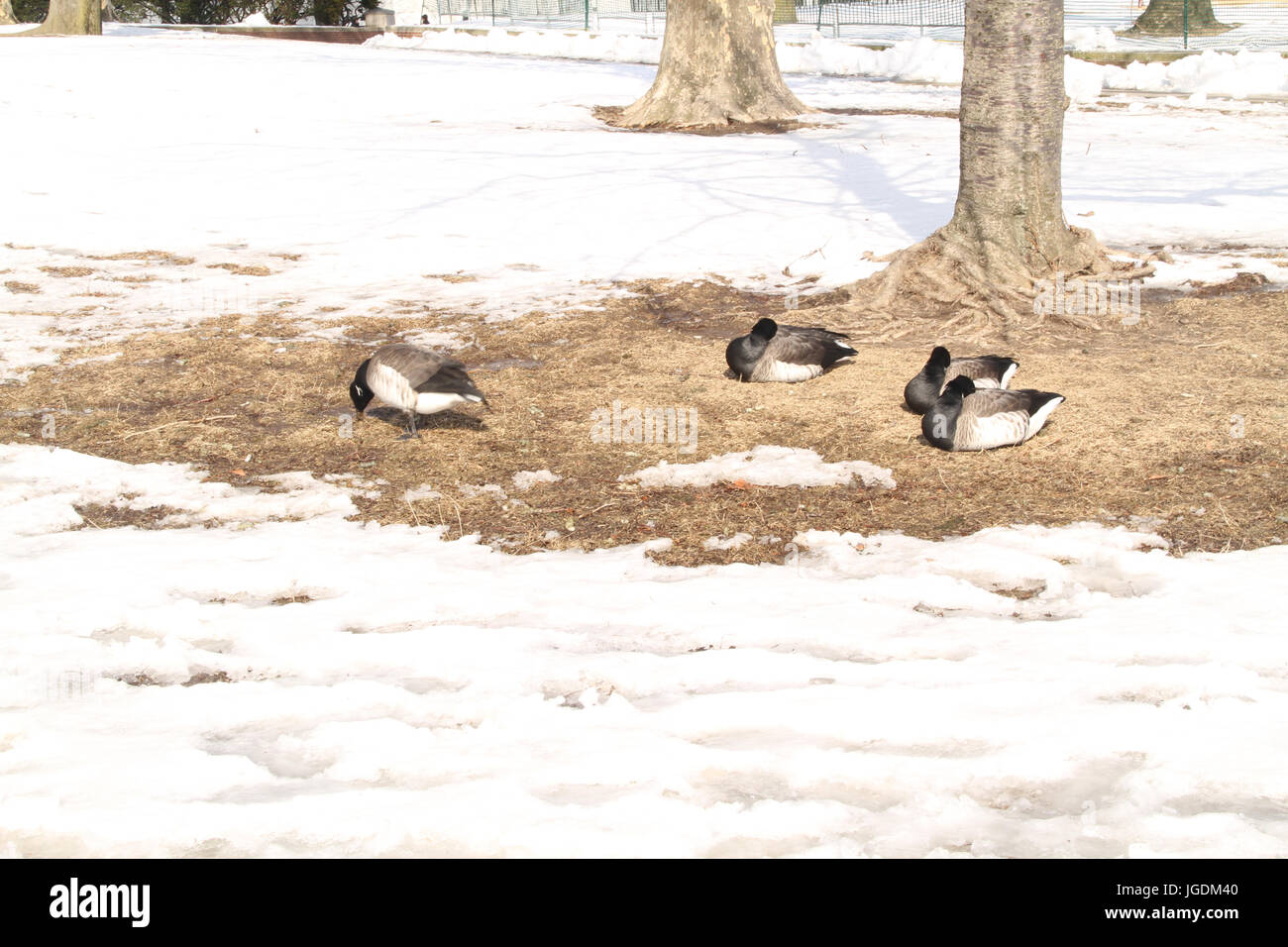 Duck, Manhattan, New York City, United States Stock Photo - Alamy