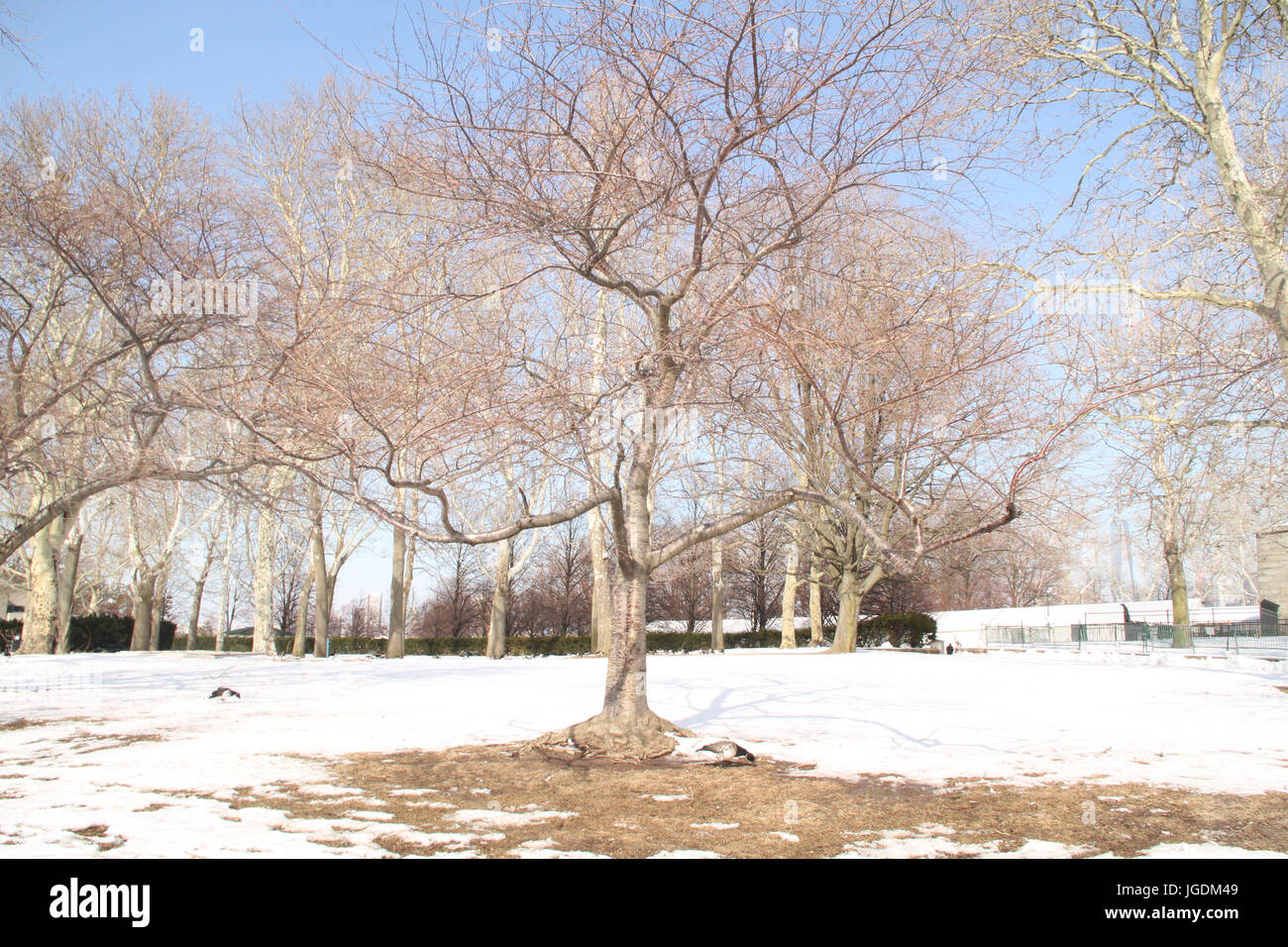 Duck, Manhattan, New York City, United States Stock Photo - Alamy