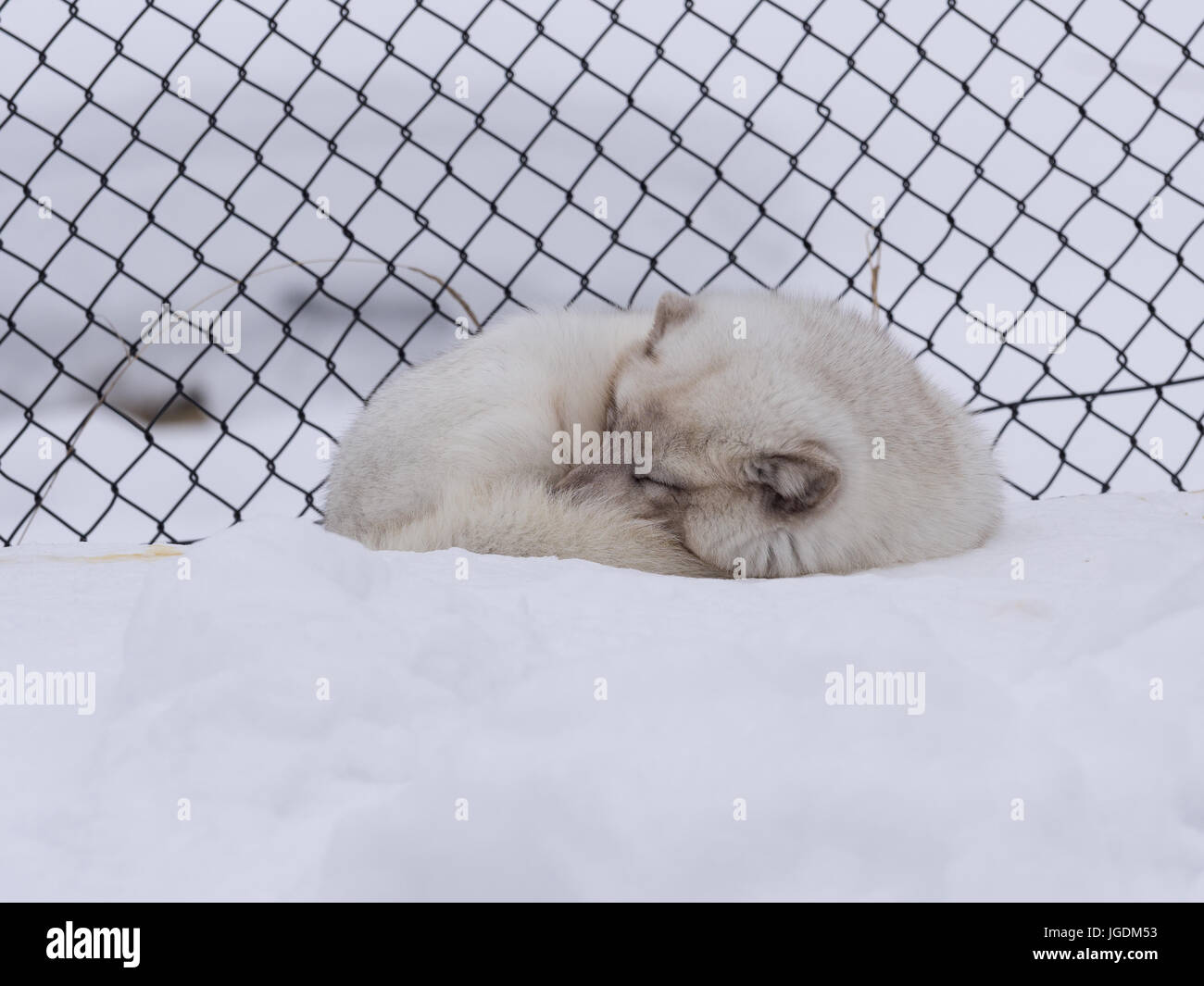 White wolf sleeping hi-res stock photography and images - Alamy