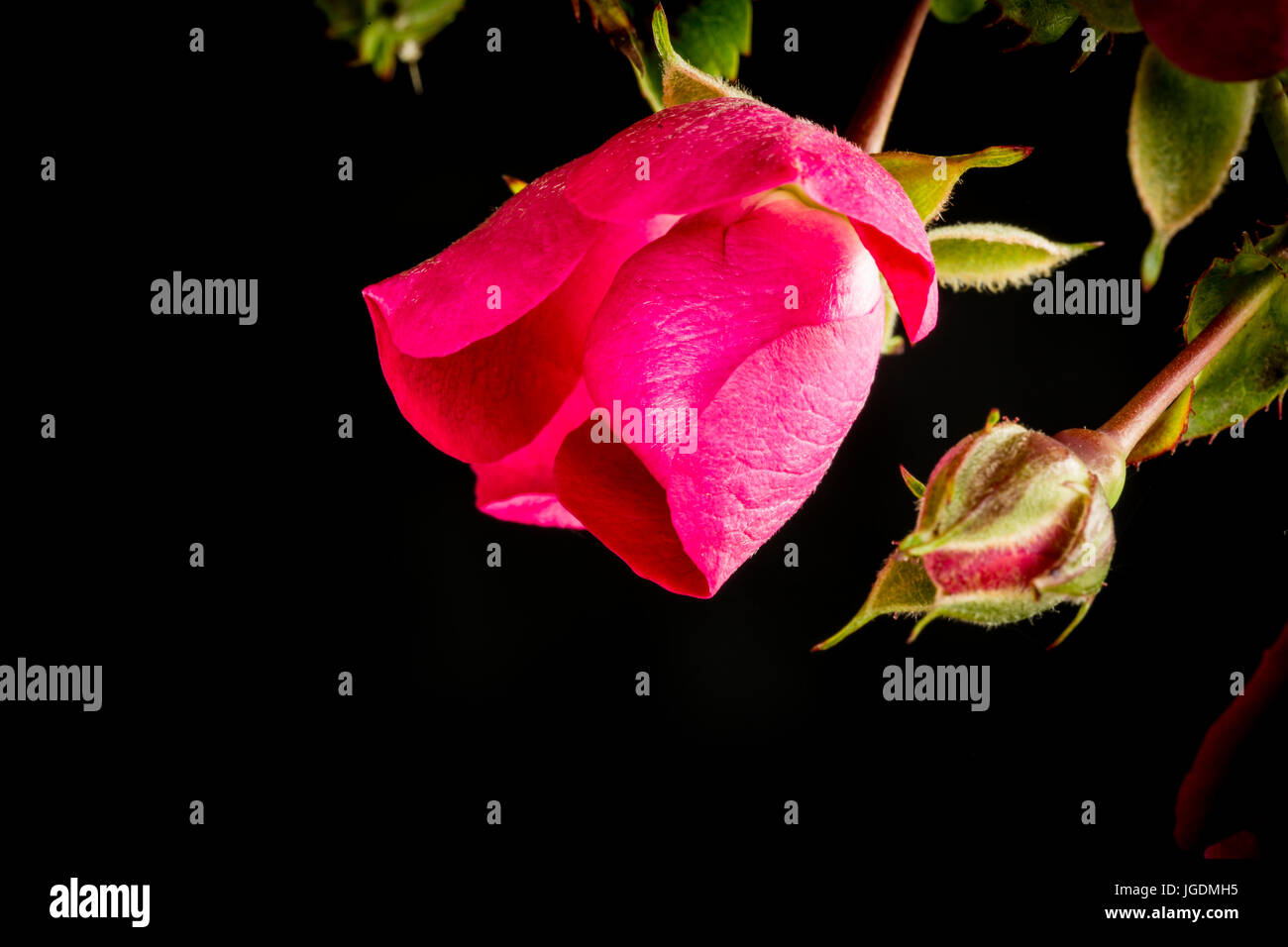 Rose cluster hi-res stock photography and images - Alamy